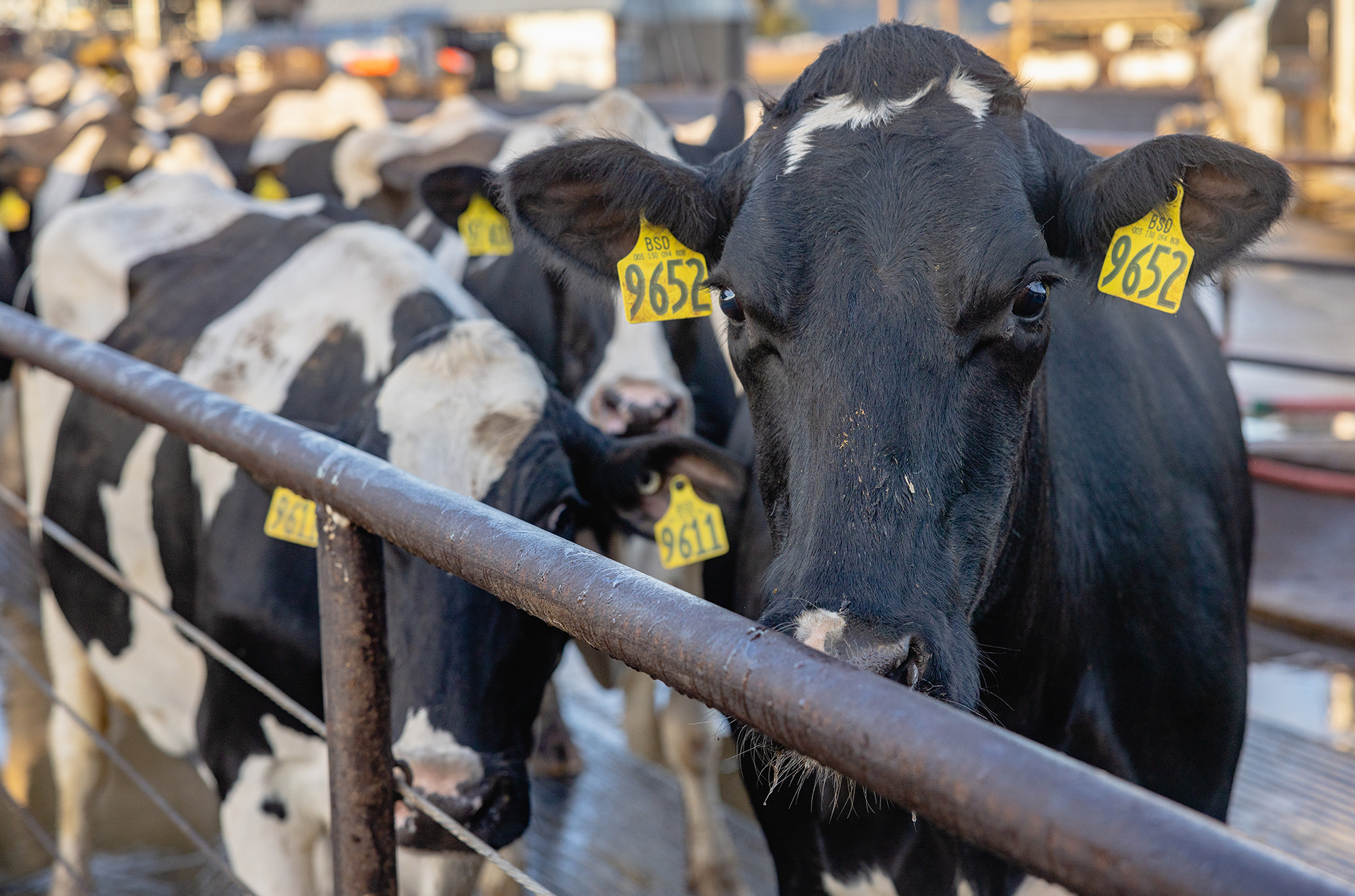 Terrain | Beef Is Pulling On Both Ends of the Dairy Herd