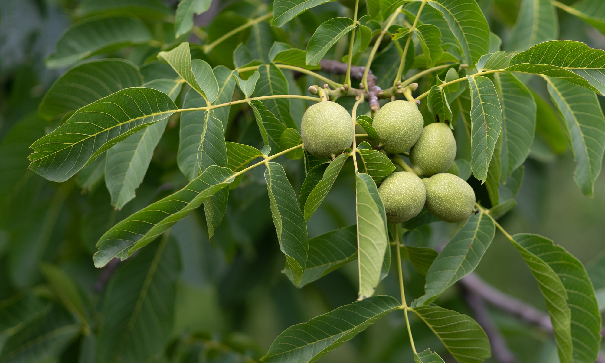 Terrain | Low Profitability Likely to Continue for Nut Crops in 2023/2024