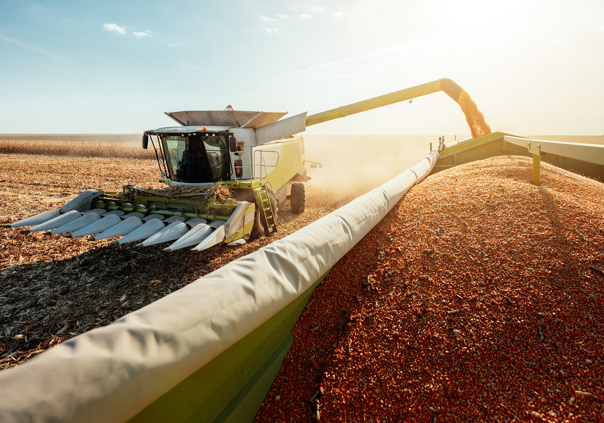 Terrain | New Crop Year Likely to Bring Lower Corn Prices