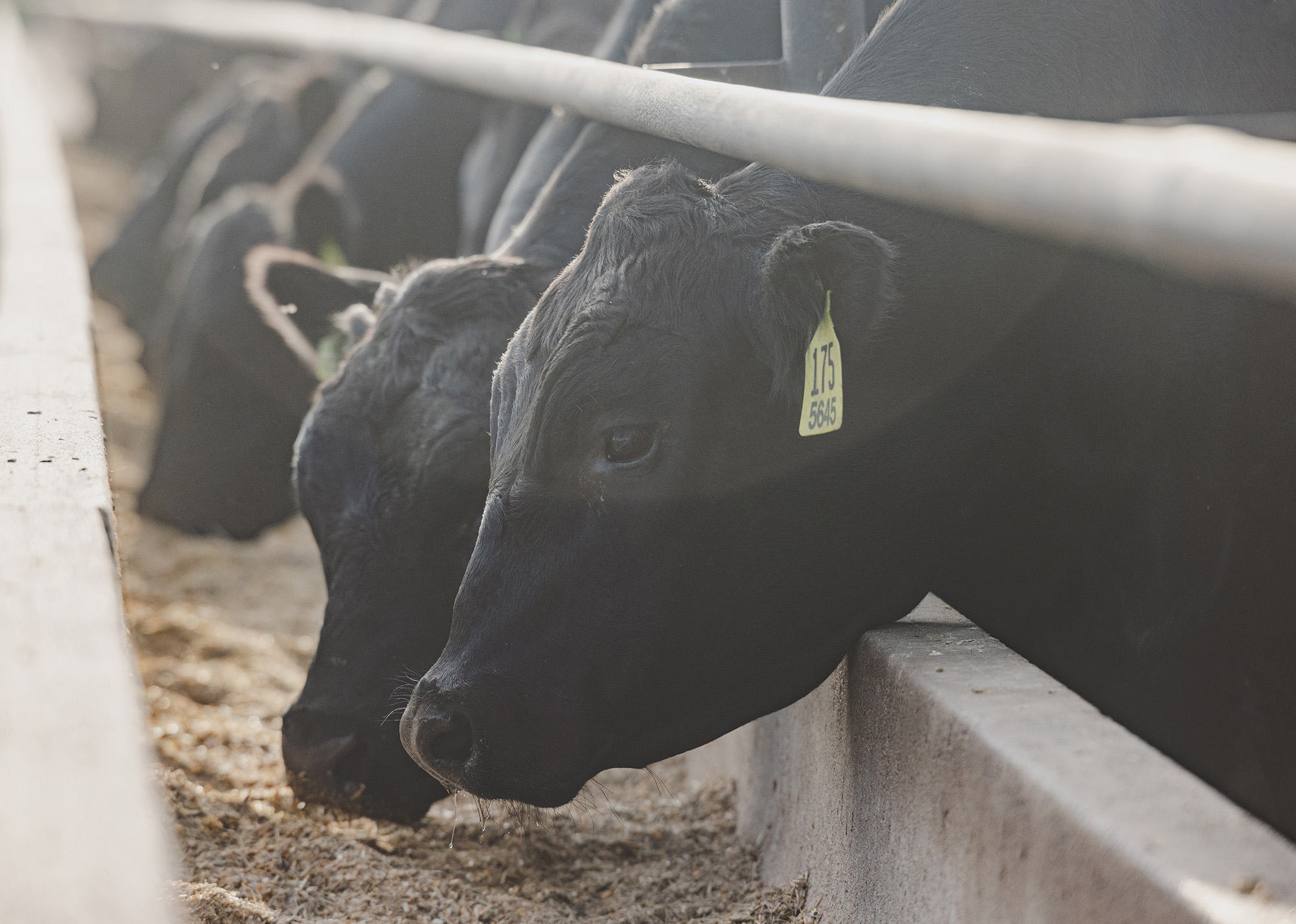 Terrain | The Grain Market Has One Hungry Bull