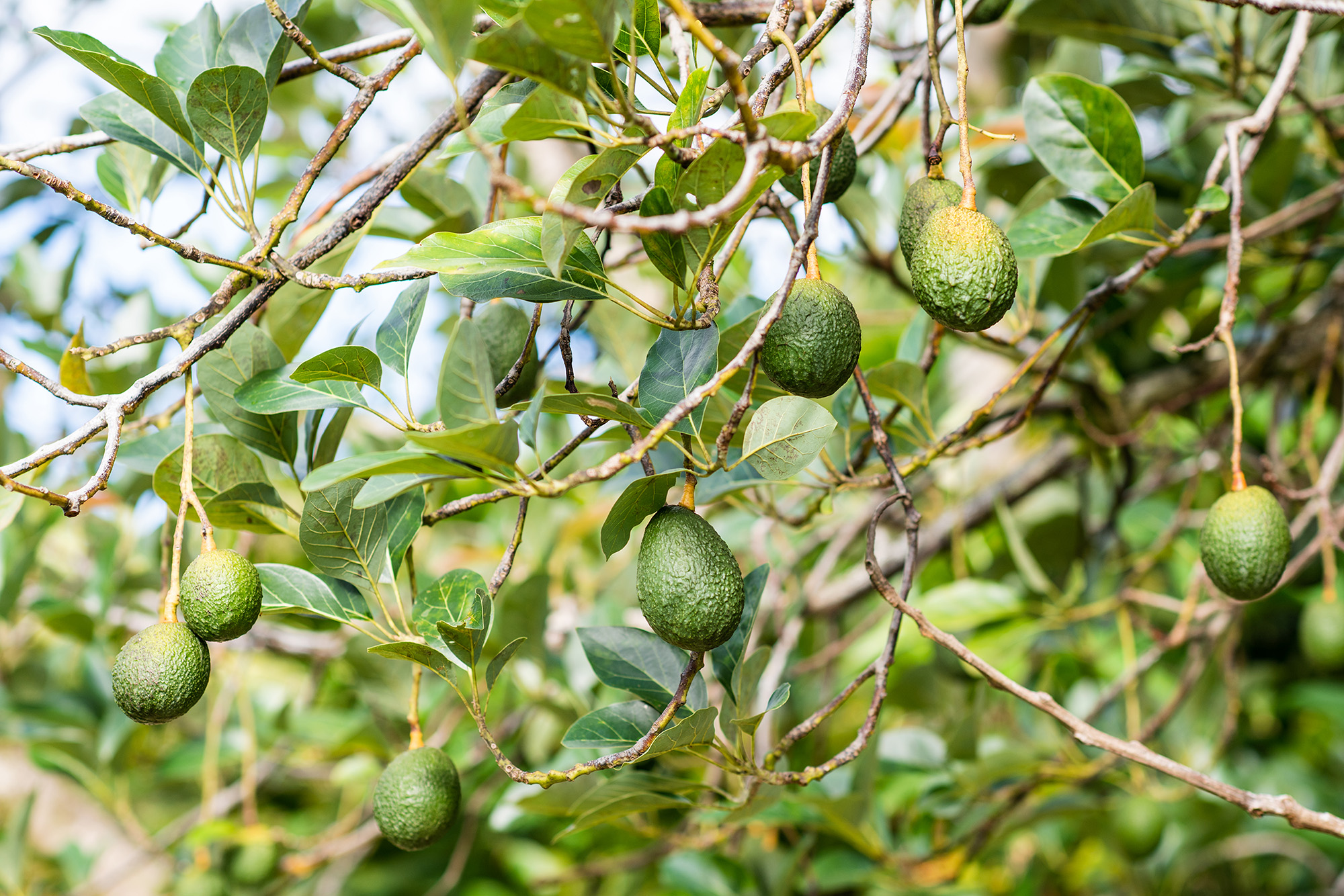 Terrain | Avocado Prices Stable for California Producers
