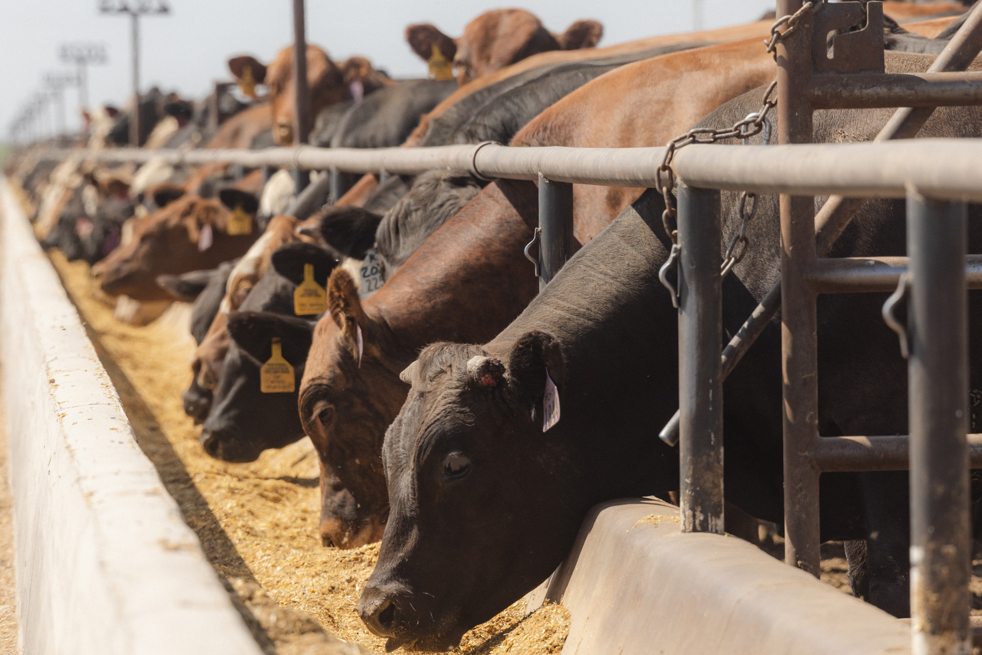 Terrain | Carcass Weights Are a Double-Edged Sword