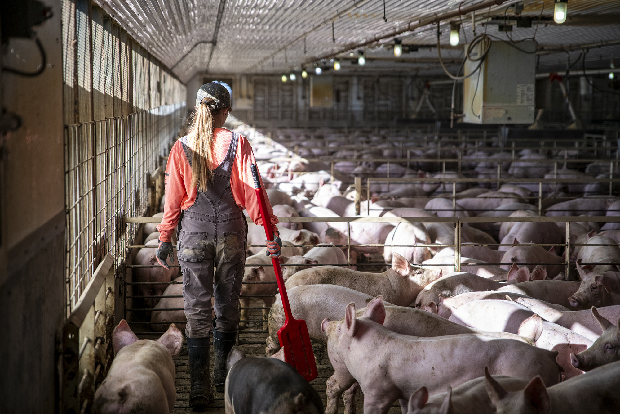 Terrain | A Slow Climb for the Hog Industry