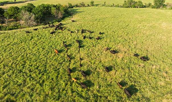 Terrain | How Many Beef Cows Does the U.S. Industry Need?