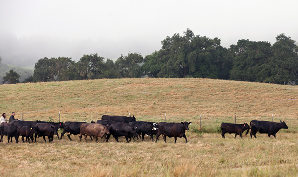 Terrain | A Cautious Start to Herd Rebuilding