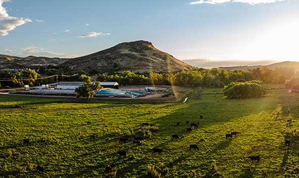 Terrain | Component Shifts to Shake Up Dairy Markets in 2026